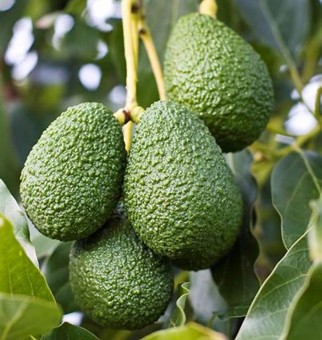 Westfalia Fruit Peru, Agrokasa, Agrícola Cerro Prieto und Camposol führen die peruanischen ...